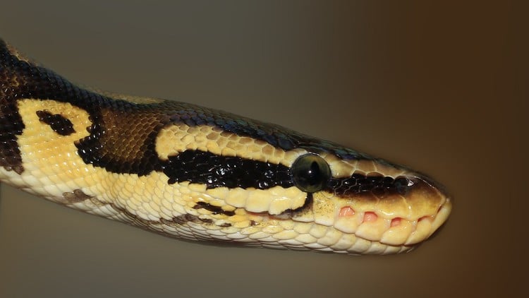 Python Development First Steps and Development IDE Platform - SilkCourses.com