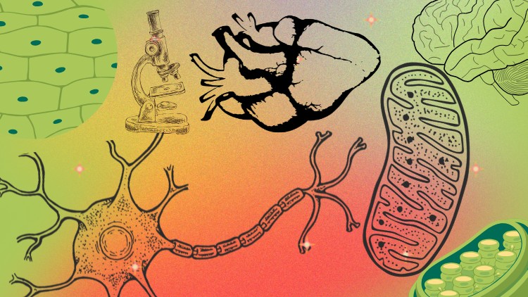 Biology Basics: Understand Life from Cells to Systems - SilkCourses.com